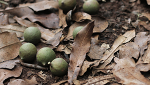 Macadamia nuts from Kenya | Dr. Hauschka