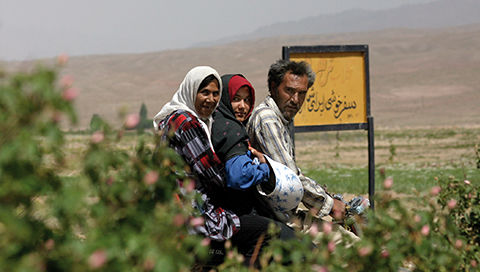 Essential rose oil from Iran | Dr. Hauschka